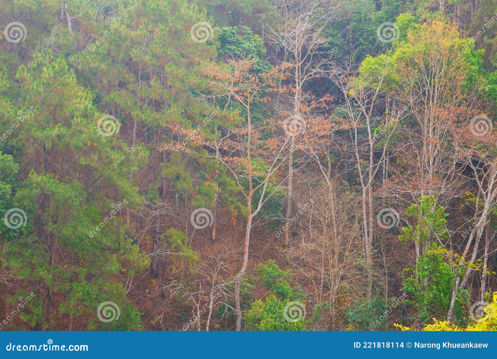 Magnificent Panoramic View the Forest on the Mighty Stock Photo - Image ...