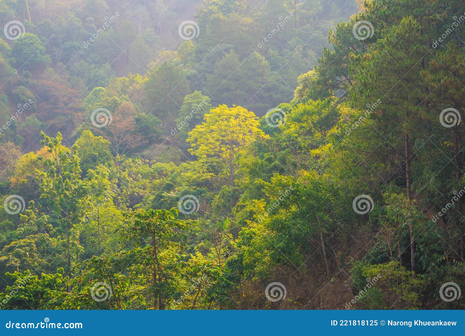 Magnificent Panoramic View the Forest on the Mighty Stock Image - Image ...