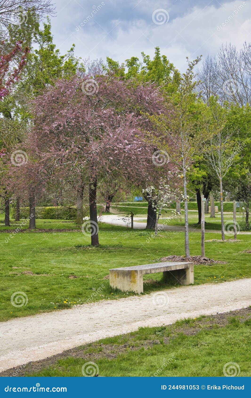 Magnificent Park Planted with Fruit Trees, at the Beginning of Spring ...