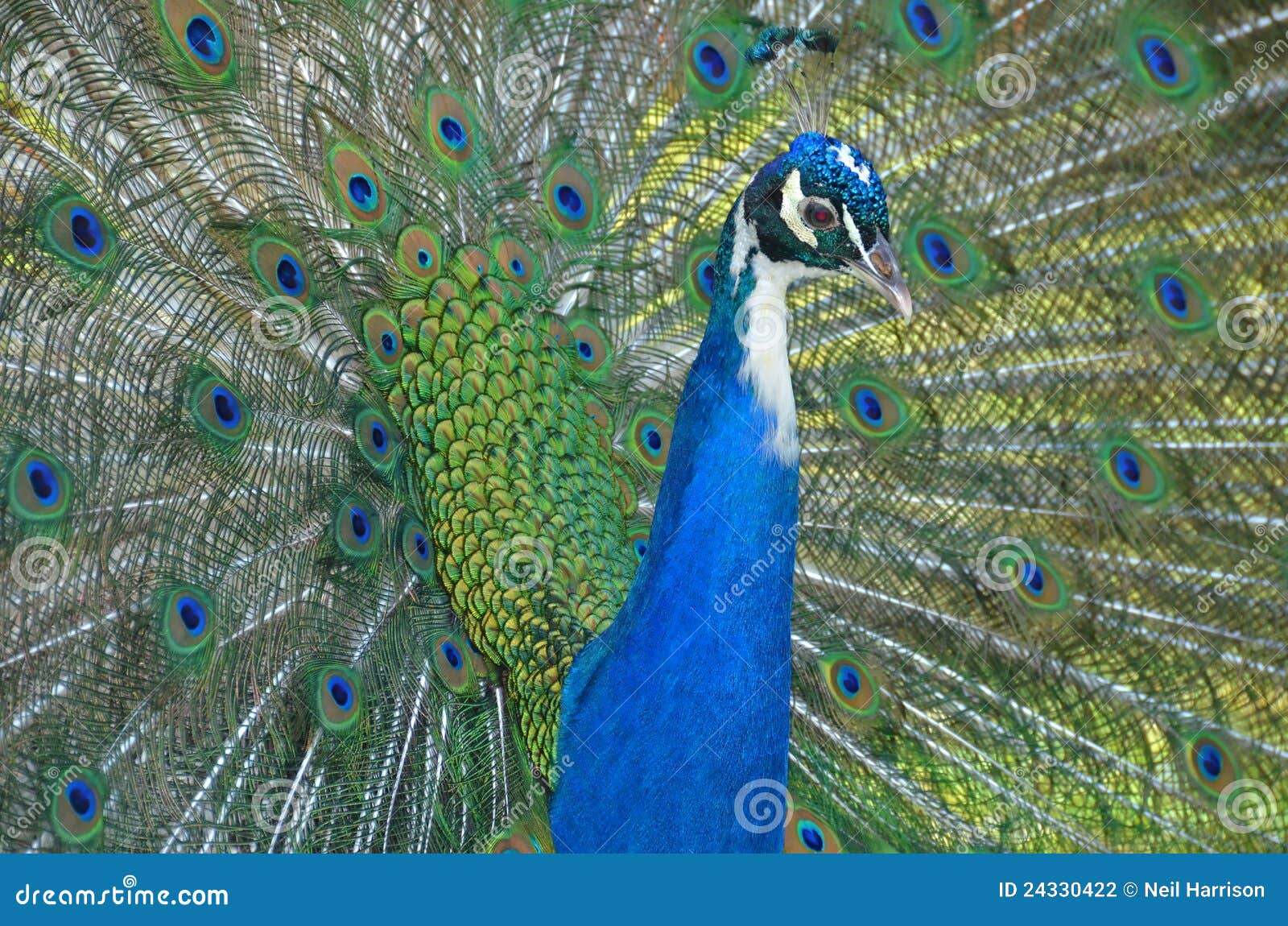 Magnificent Peacock stock photo. Image of life, animal - 24330422