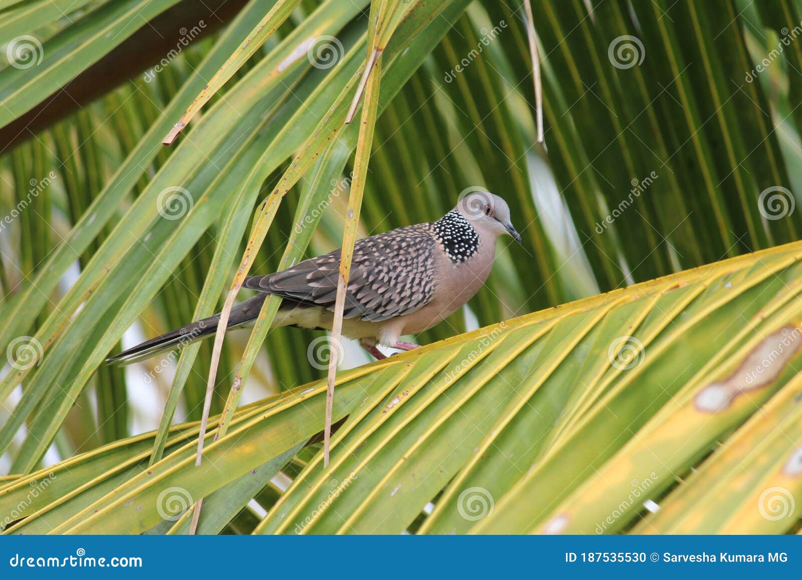A Magnificent Pigeon on a Coconut Tree Leaf. Rare Features of the Bird ...