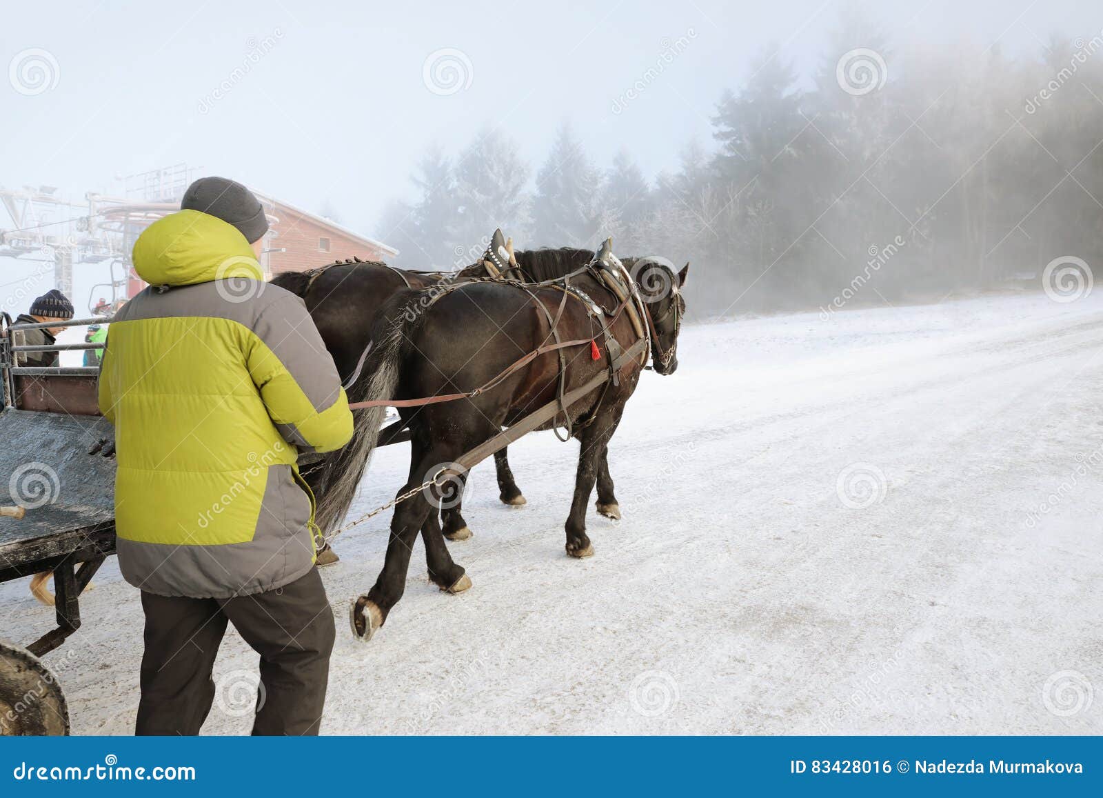 Magnificent Ponies in the Snow. Horses on the Slopes Stock Photo ...