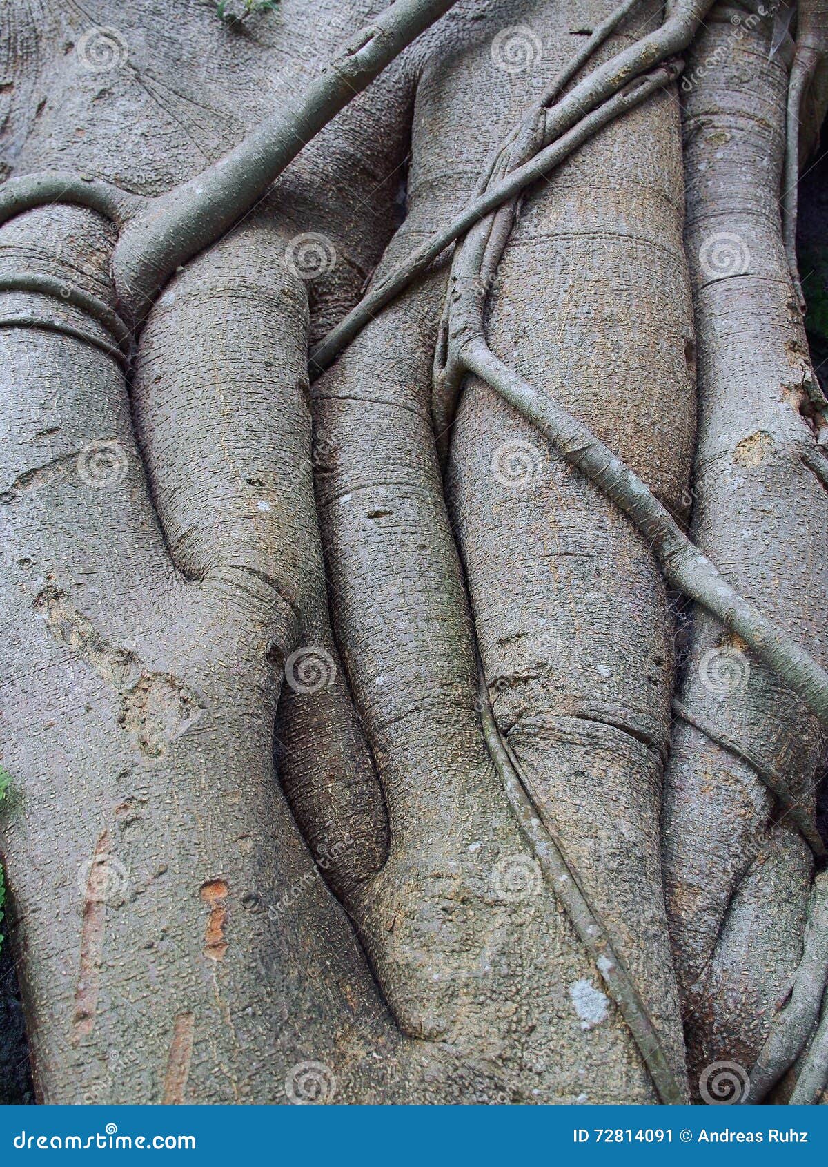 Magnificent Powerful Roots of a Morton Bay Fig Tree. Stock Image ...