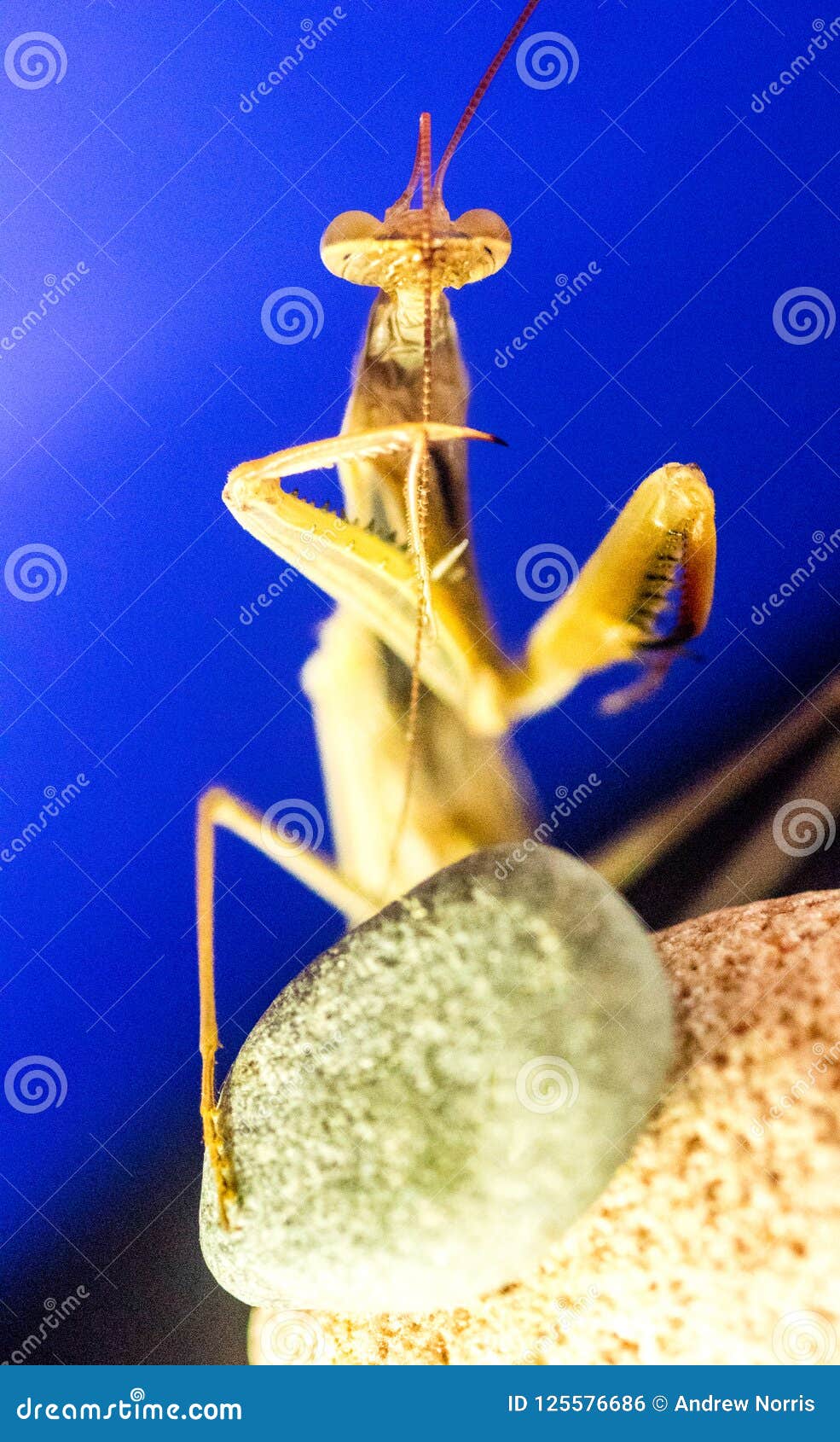 Praying Mantis stock photo. Image of looking, religiosa - 125576686