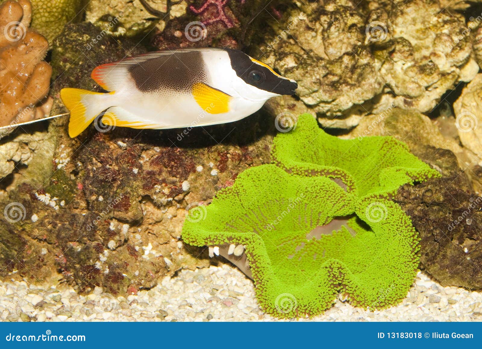 Magnificent Rabbitfish or Foxface Stock Photo - Image of underwater ...