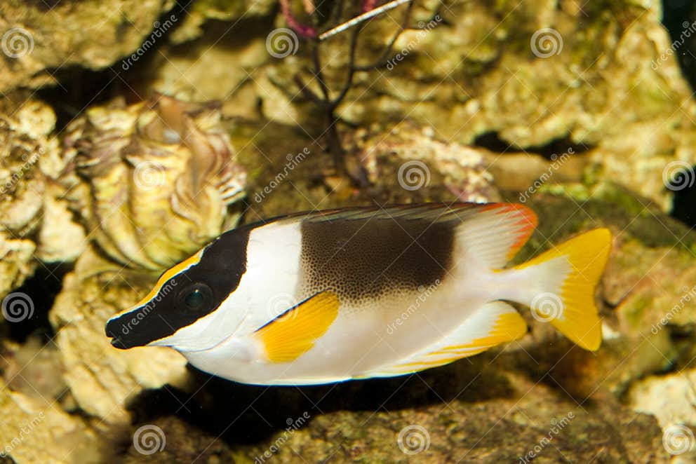 Magnificent Rabbitfish or Foxface in Aquarium Stock Photo - Image of ...