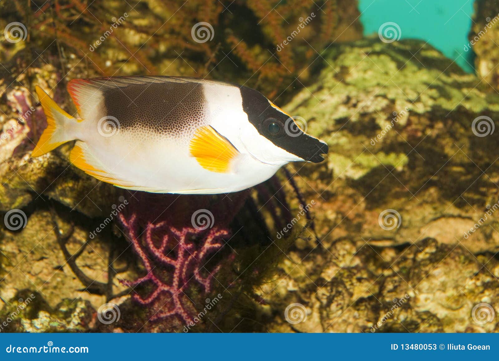 Magnificent Rabbitfish or Foxface in Aquarium Stock Image - Image of ...