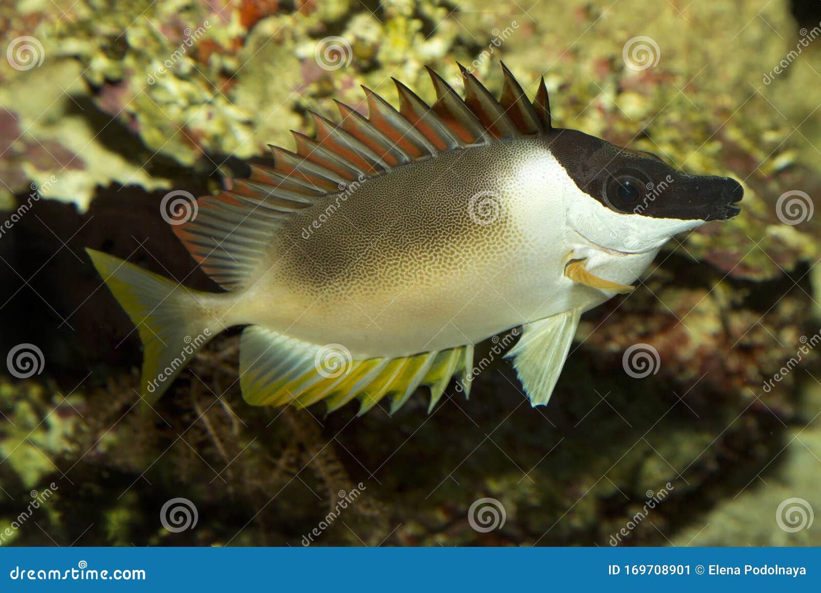 The Magnificent Rabbitfish Siganus Magnificus. Stock Image - Image of ...