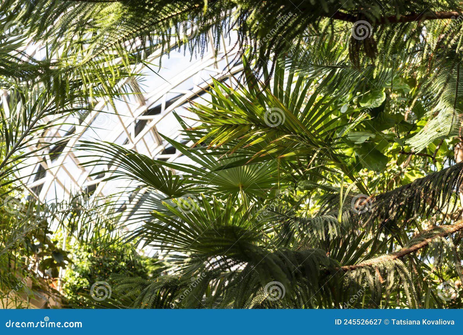 Magnificent Rainforest in the Conservatory with Large Panoramic Windows ...