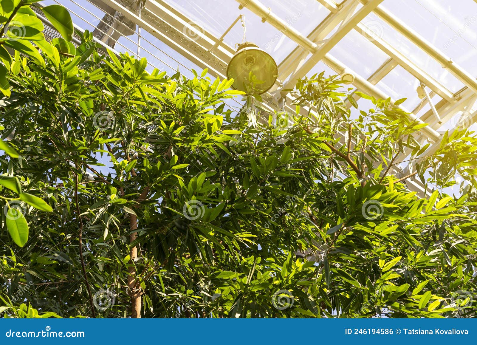 Magnificent Rainforest in the Conservatory with Large Panoramic Windows ...