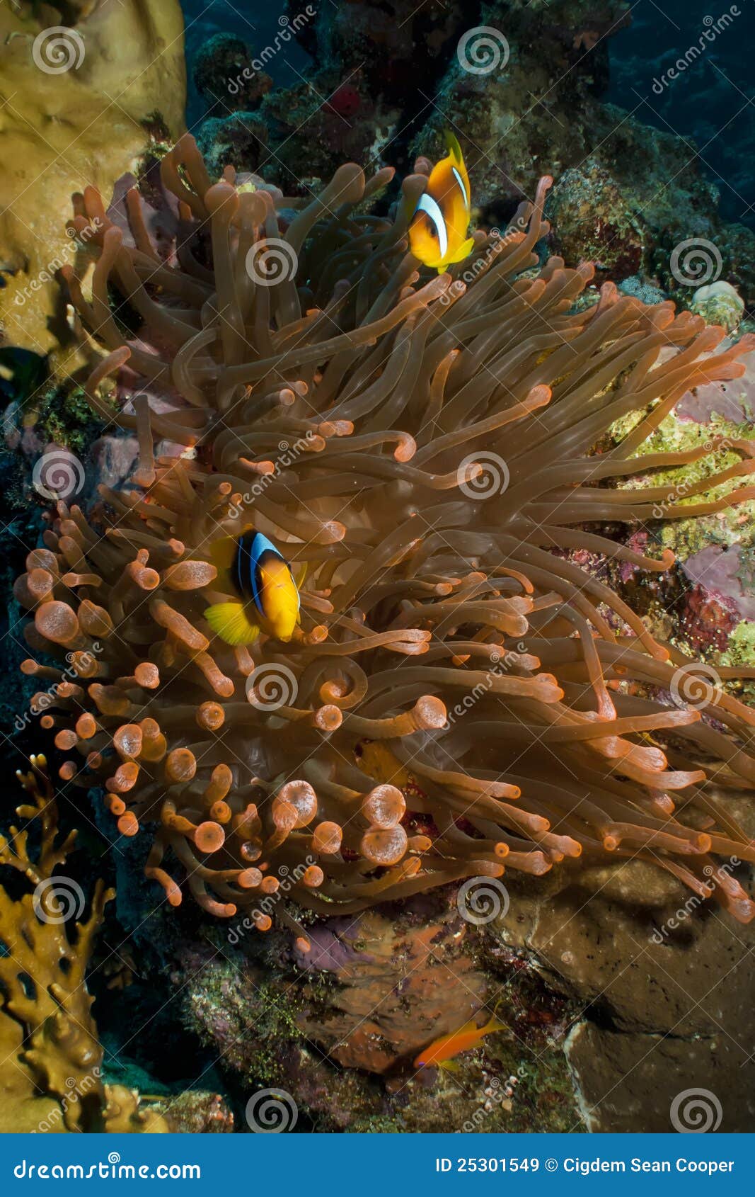 Magnificent Red Anemone with Anemonefish Stock Image - Image of ...