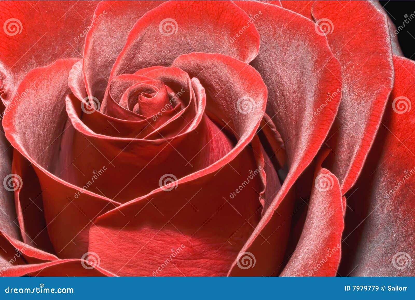 Magnificent red rose stock image. Image of natural, blossom - 7979779