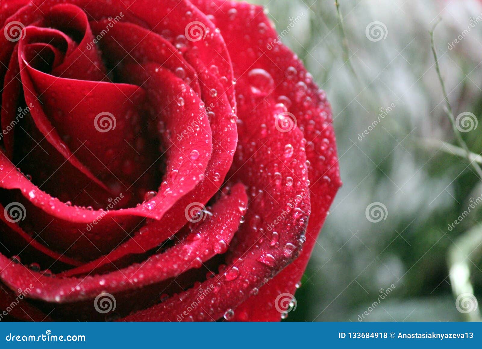 Magnificent Red Rose with Drops Stock Photo - Image of color, water ...