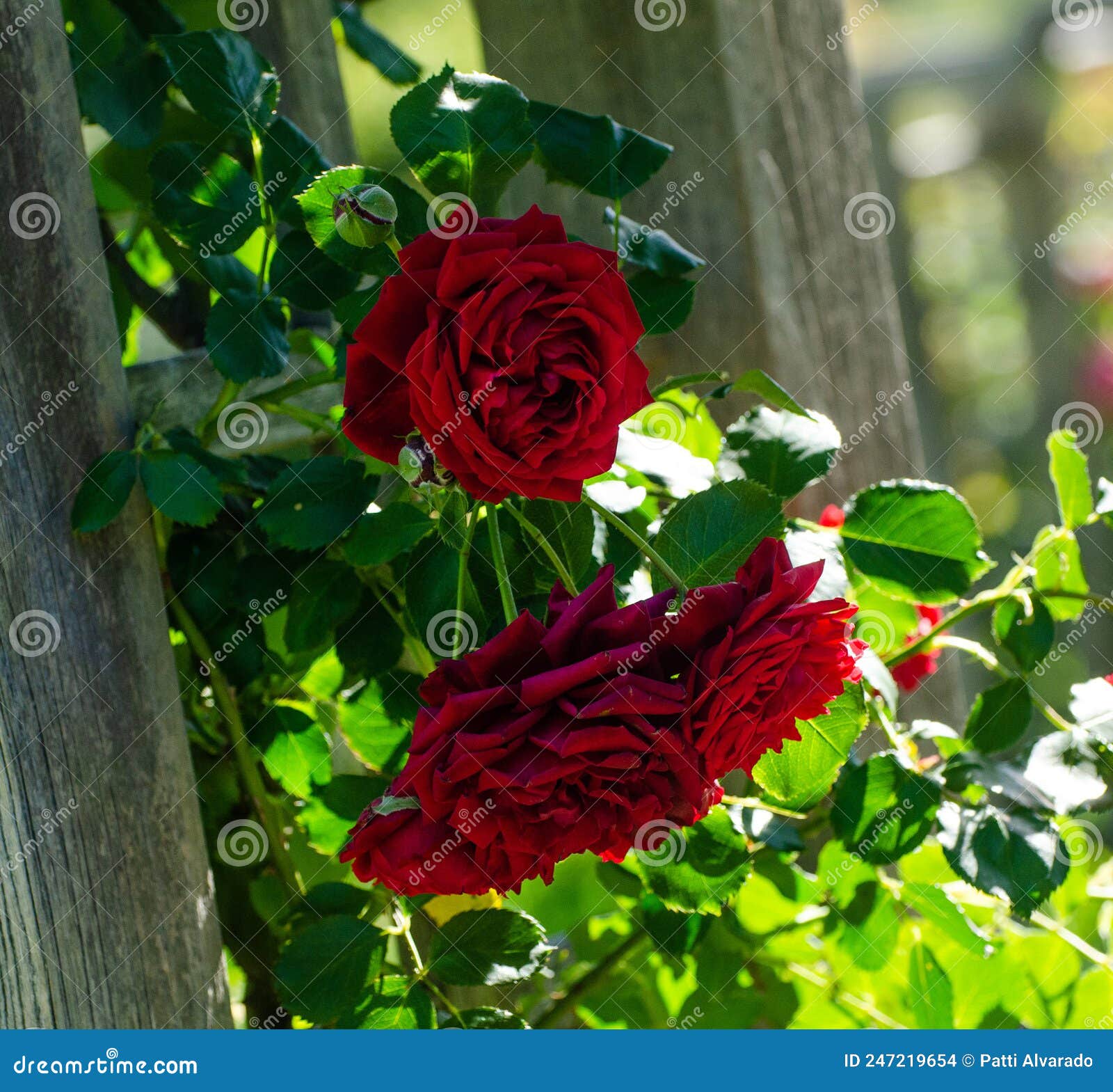 Magnificent Roses stock photo. Image of romance, bunch - 247219654