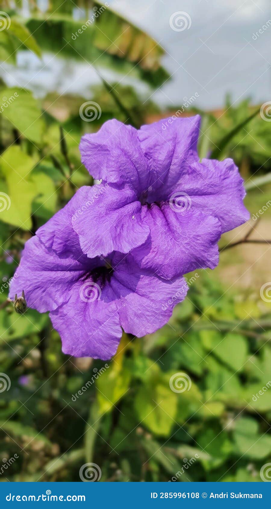 The Magnificent Ruellia Simplex Stock Photo - Image of wateramazing ...