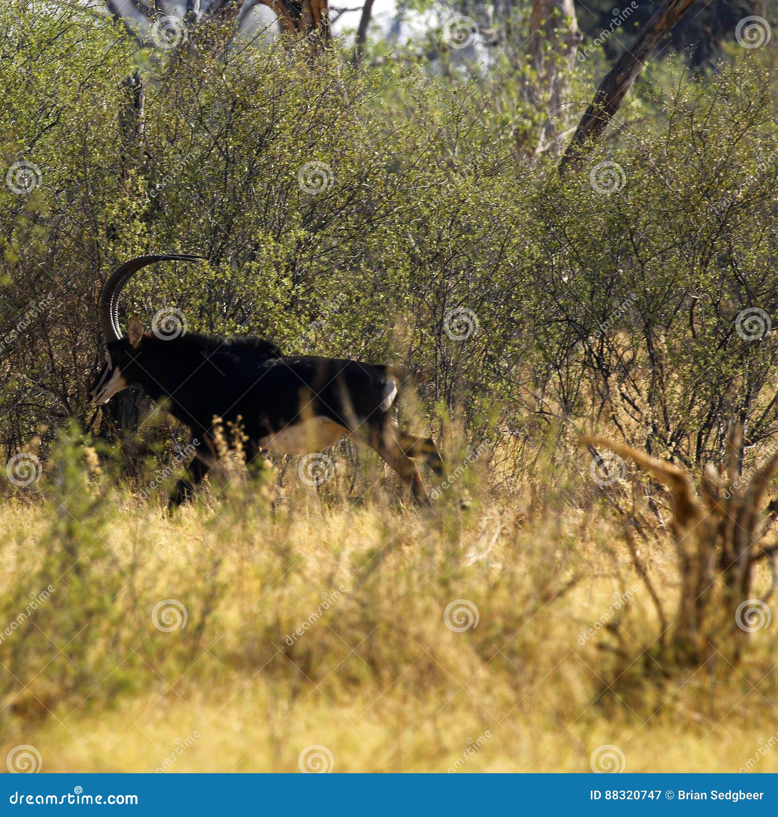 Magnificent Sable Antelope Running Fast Stock Image - Image of ...