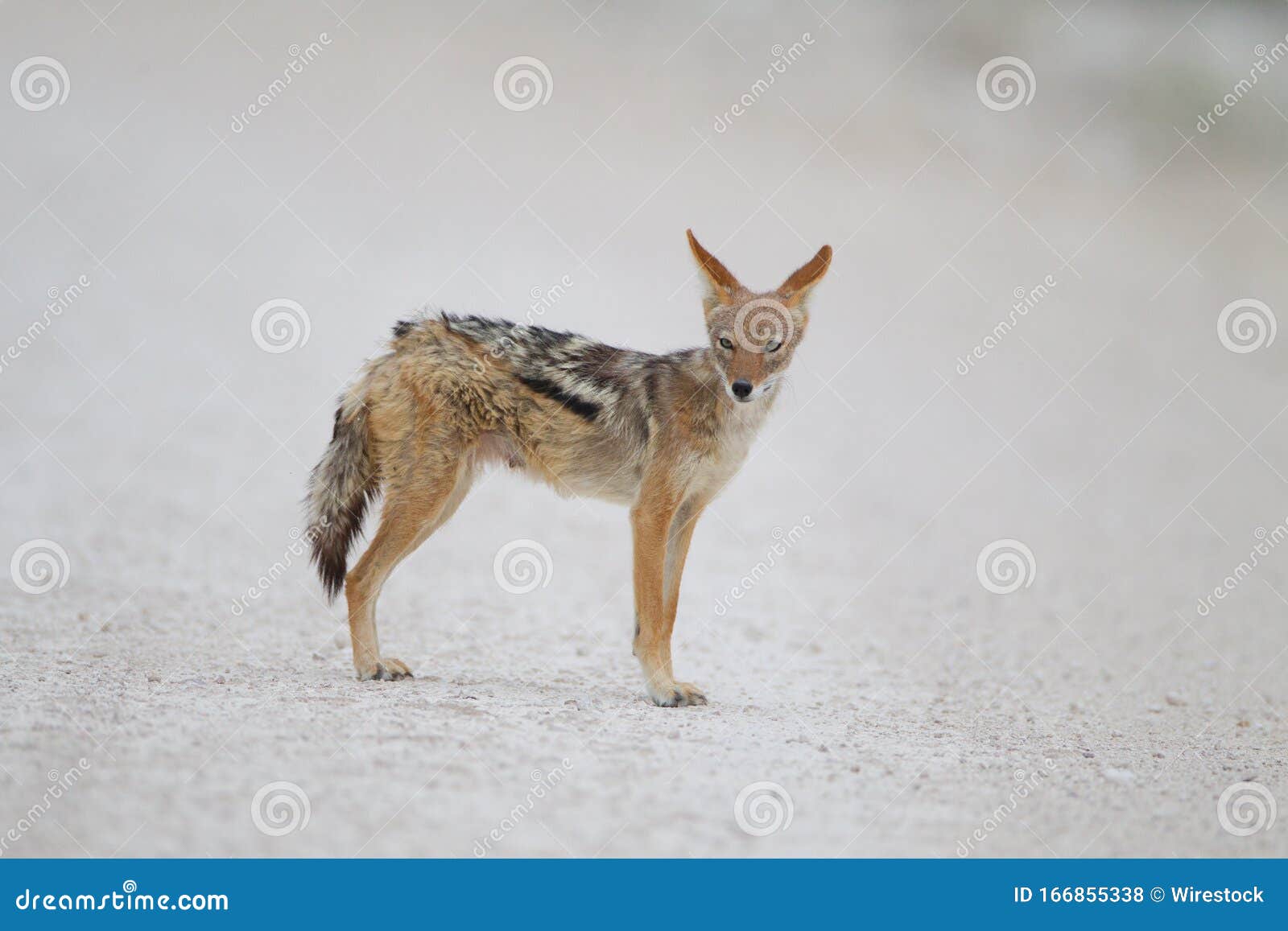 Magnificent Sand Fox Standing in the Middle of the Desert Stock Photo ...