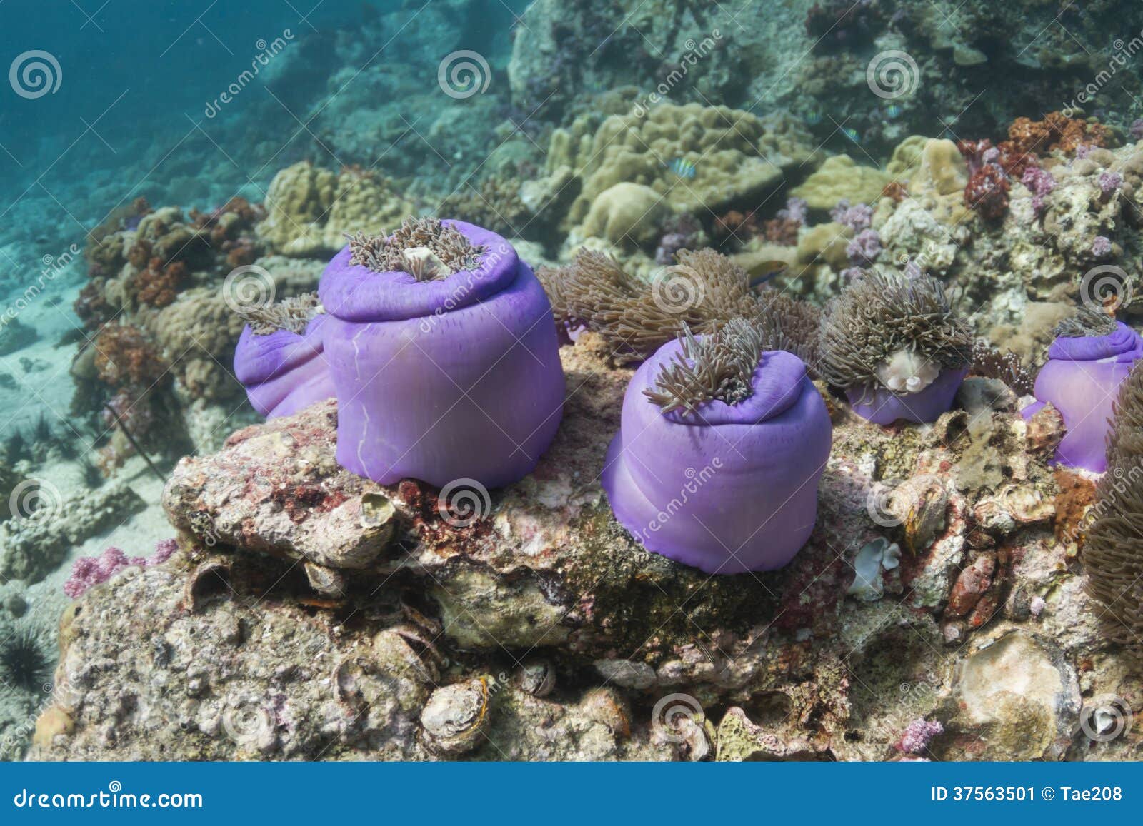 Magnificent Sea Anemone (Heteractis Magnifica) Stock Image - Image of ...