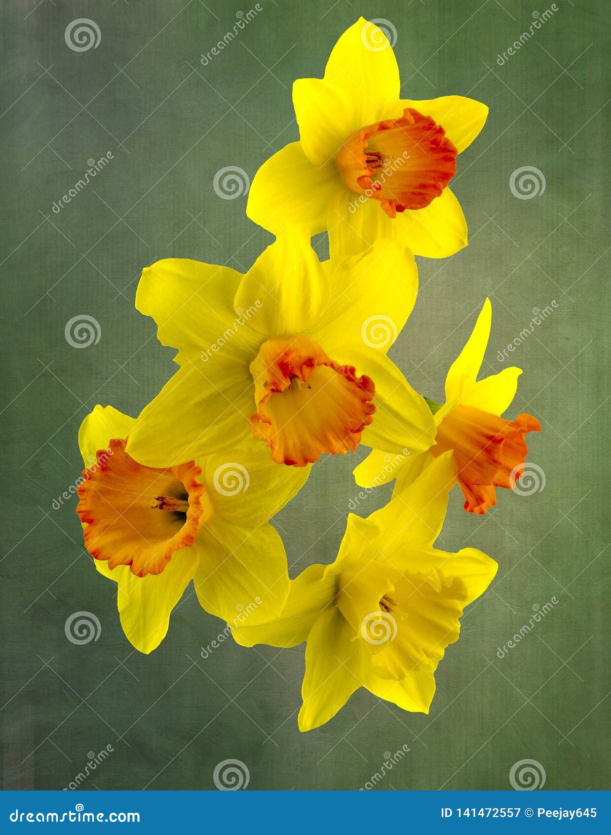 Magnificent Spring Daffodils Stock Image - Image of magnificent, plants ...