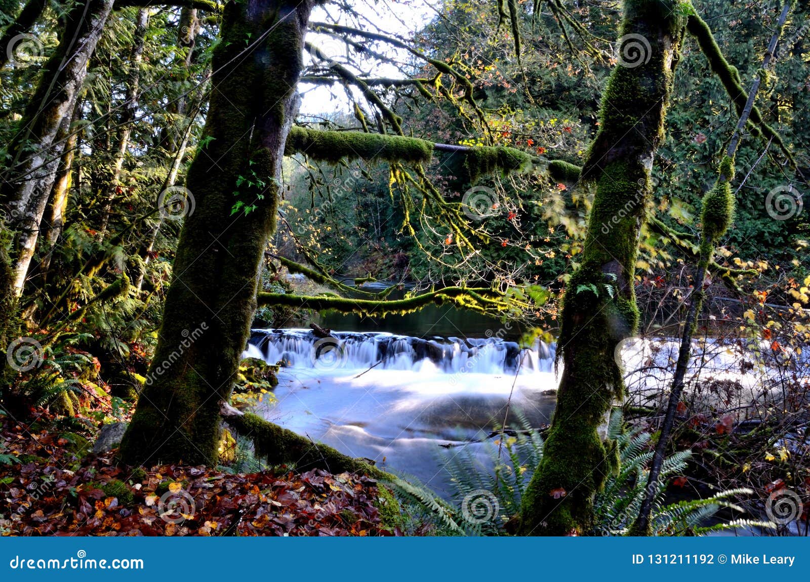 A Babbling Brook in a Mossy Forest Stock Photo - Image of colours ...