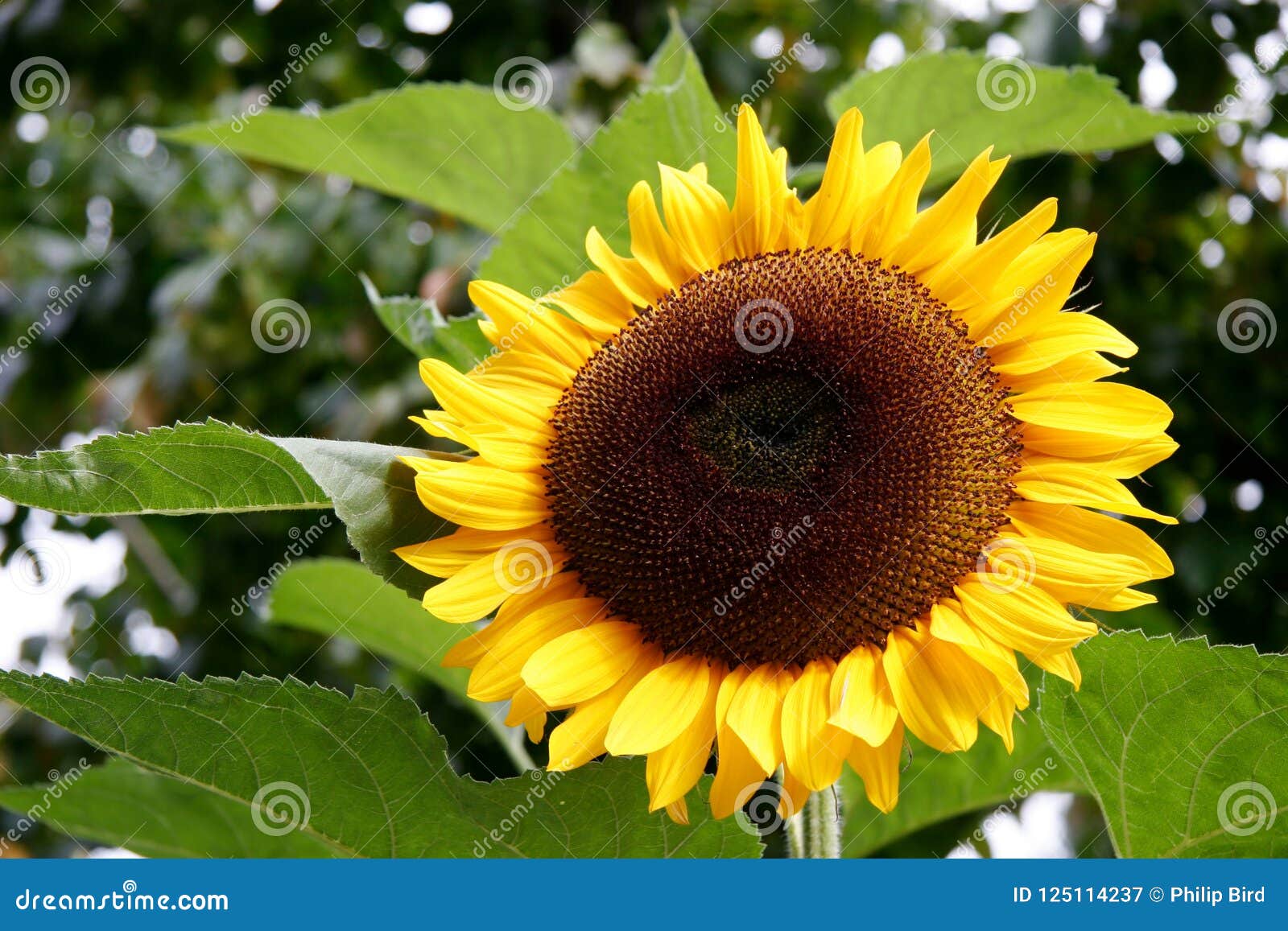 Magnificent Sunflower in Full Bloom Stock Image - Image of helanthus ...