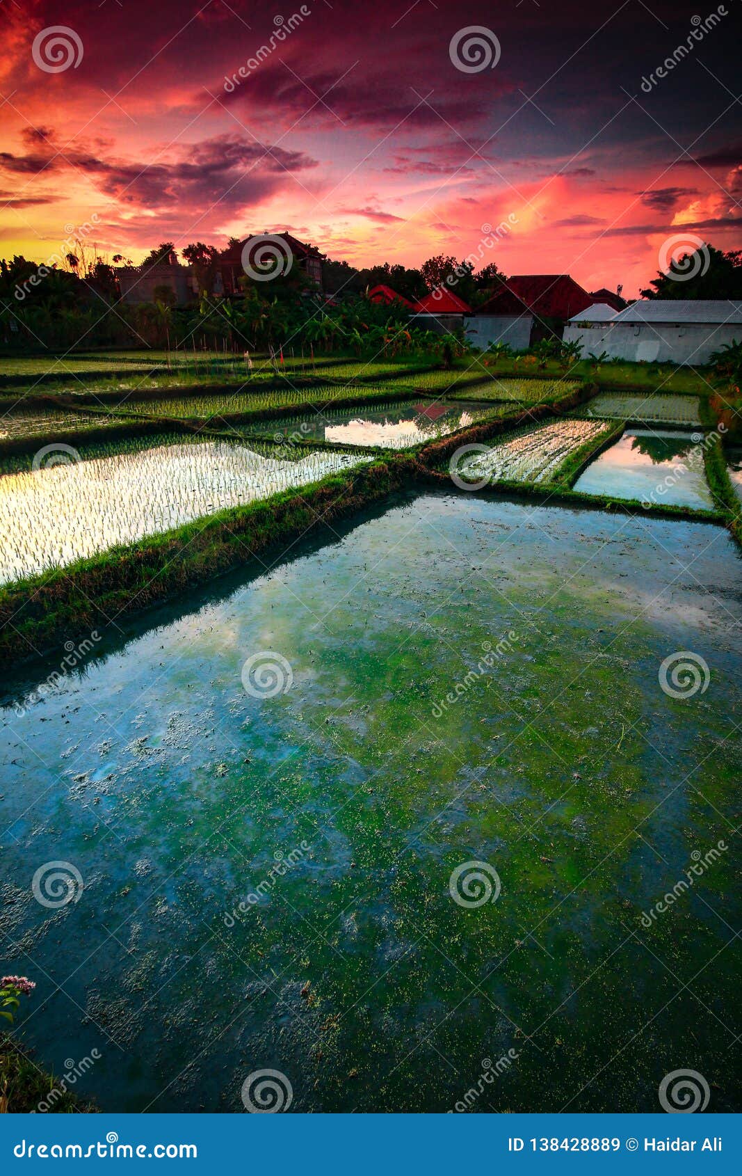 Sunrise at field rice stock image. Image of bali, rice - 138428889