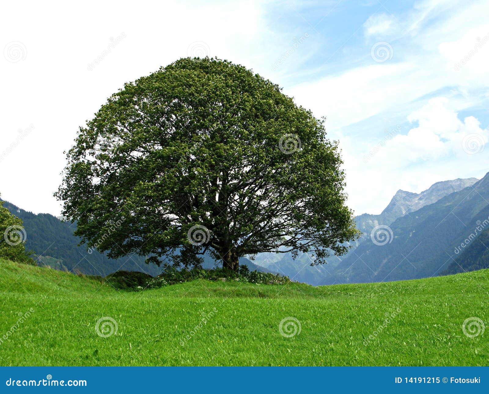 Magnificent tree stock image. Image of austria, panorama - 14191215