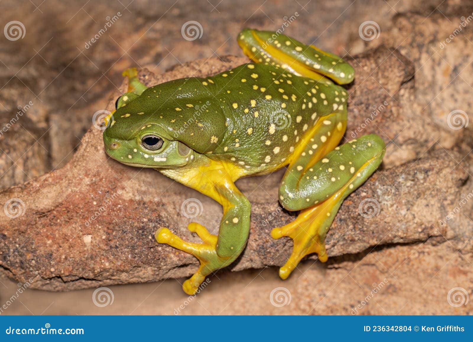 Magnificent Tree Frog stock photo. Image of ranoidea - 236342804