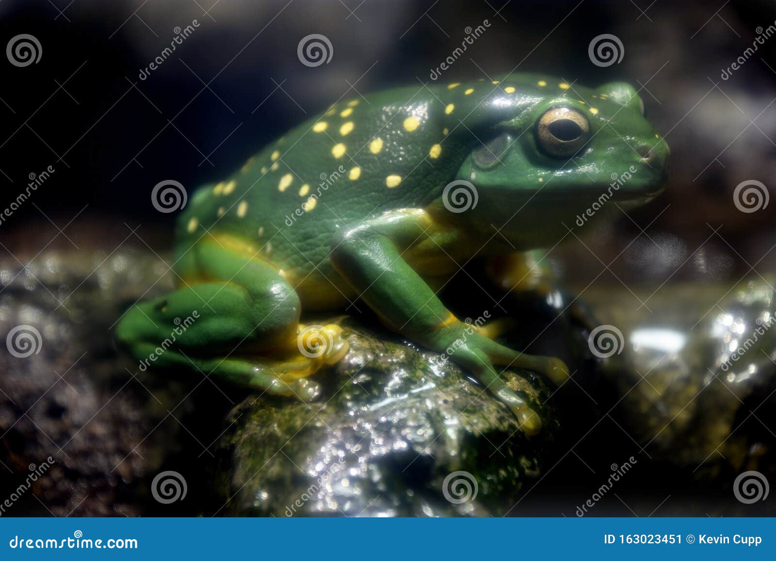 Magnificent Tree Frog Close Up Stock Image - Image of nature, amazon ...
