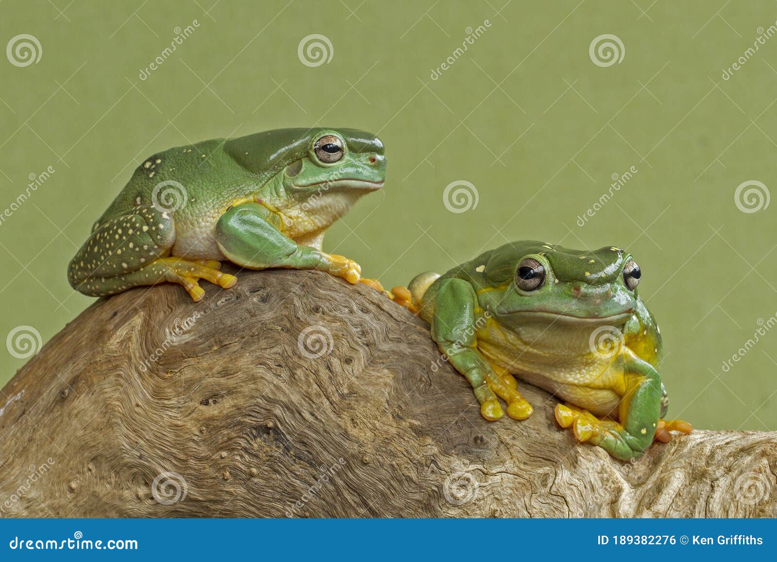 The Magnificent Tree Frog Or Splendid Tree Frog On White Background ...
