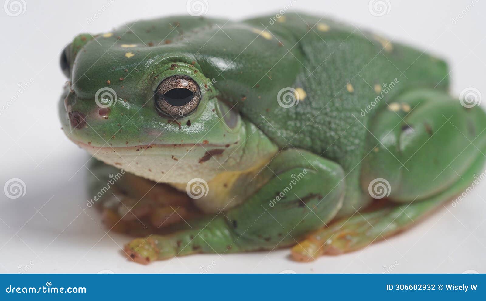 Magnificent Tree Frog or Ranoidea Splendida), Also Known As the ...