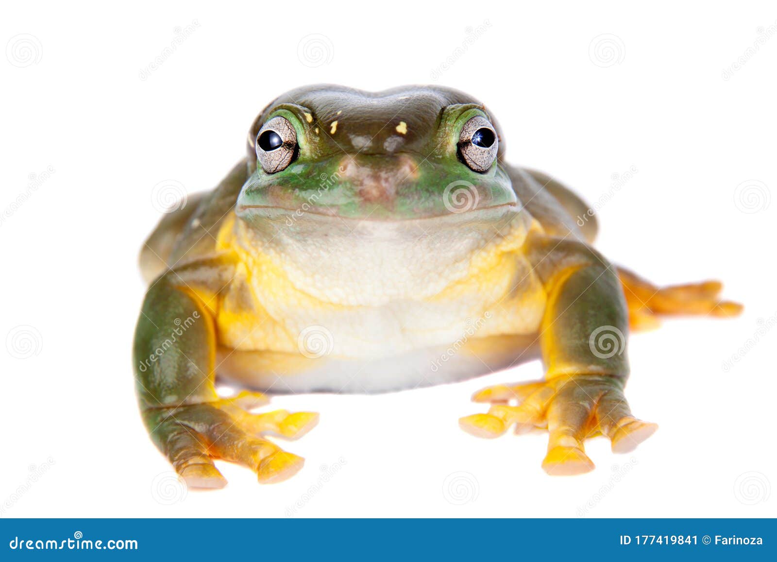 The Magnificent Tree Frog or Splendid Tree Frog on White Background ...