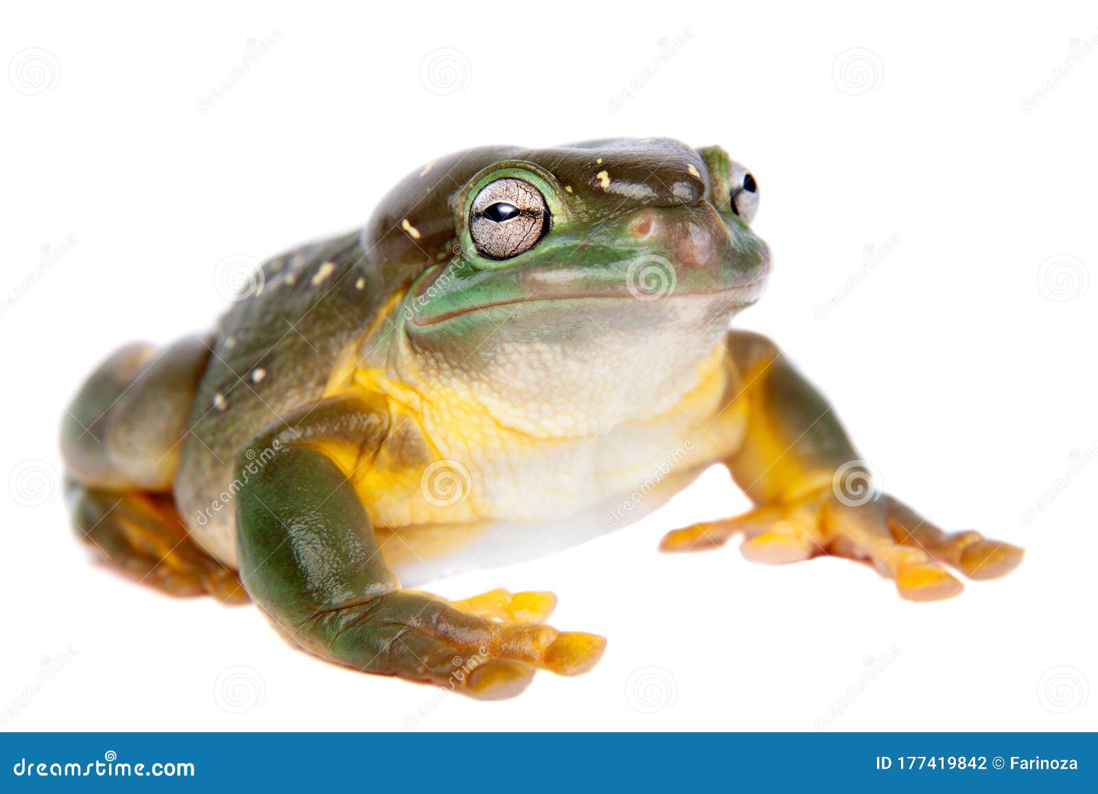 The Magnificent Tree Frog Or Splendid Tree Frog On White Background ...