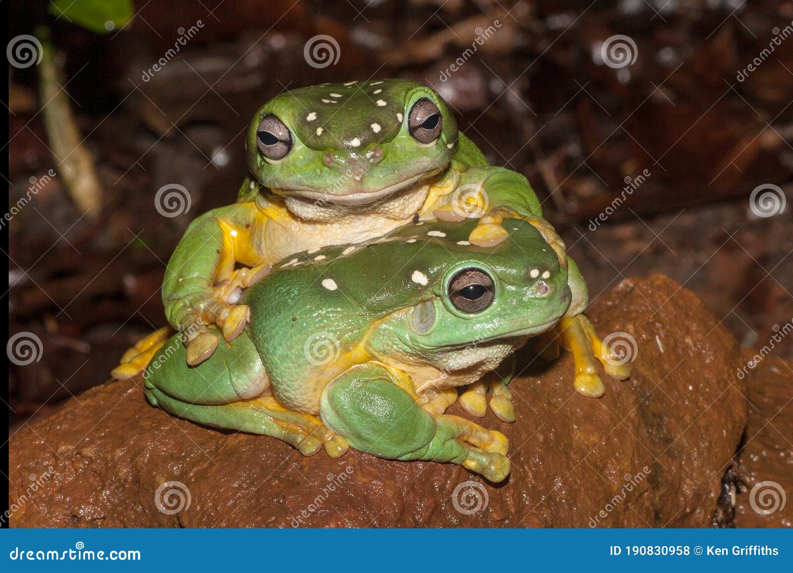 Magnificent Tree Frogs stock photo. Image of tree, litoria - 190830958