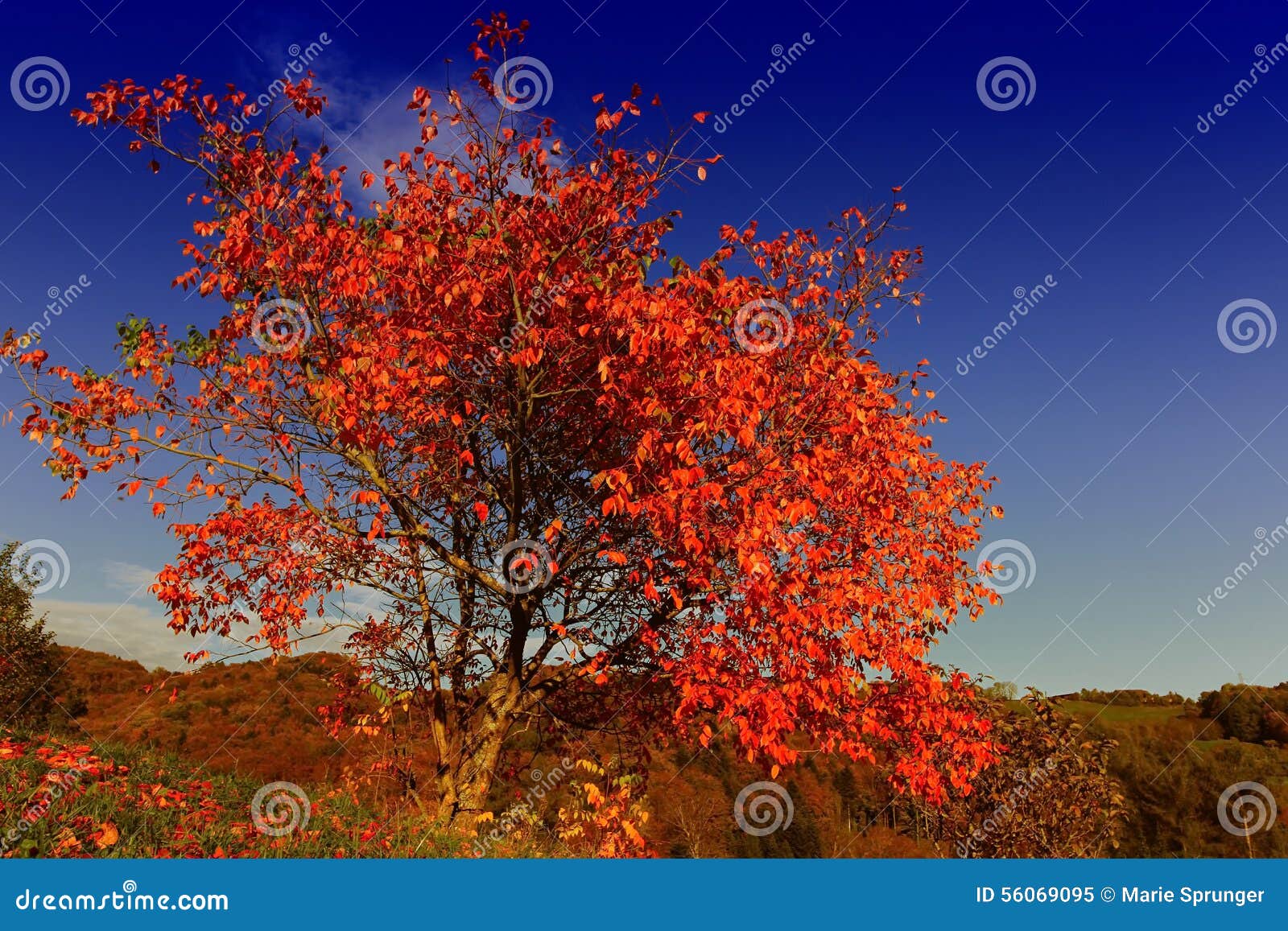 Magnificent tree red stock image. Image of beautiful - 56069095