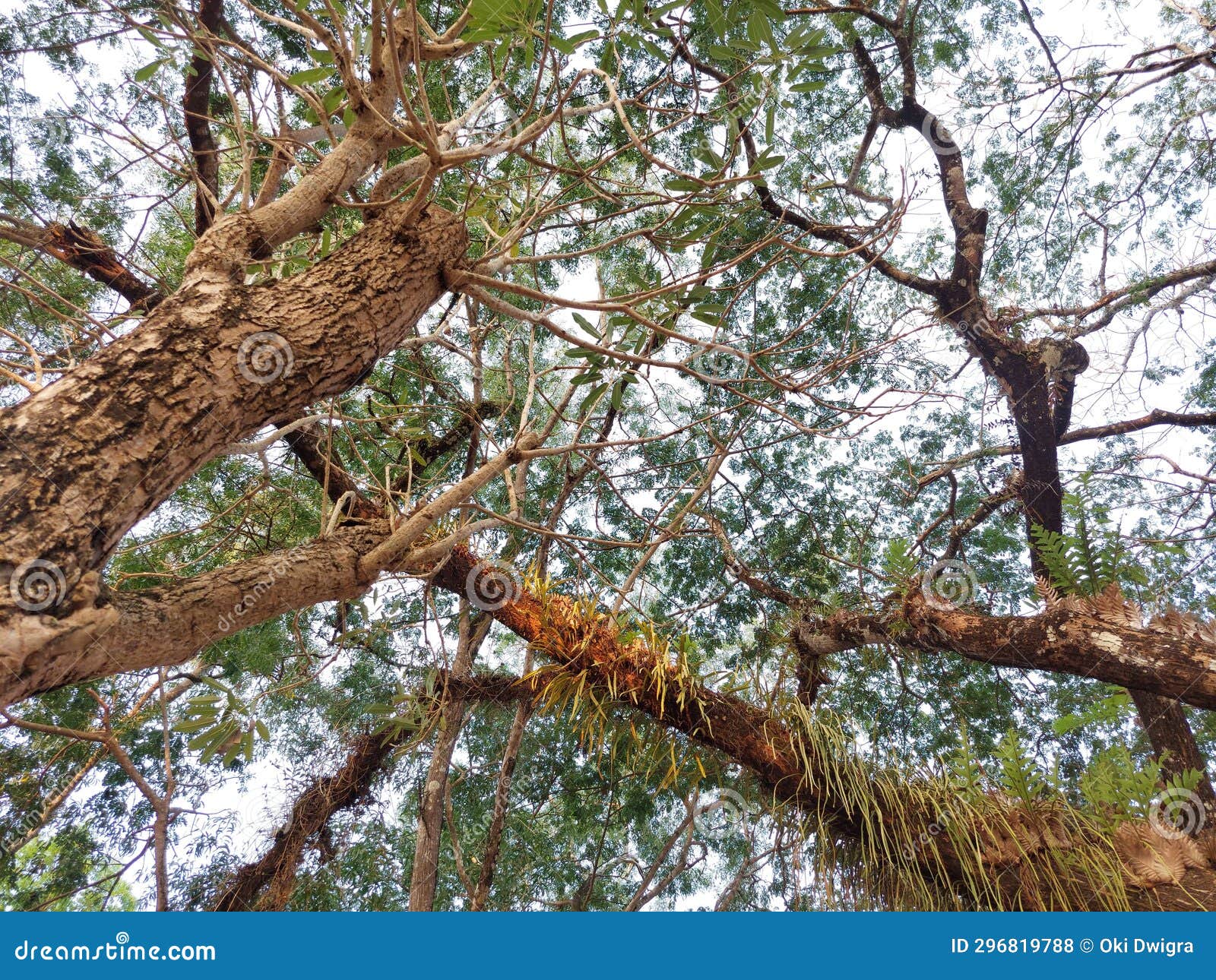 Magnificent Tree in the Wilderness, with Its Enormous Branches and ...