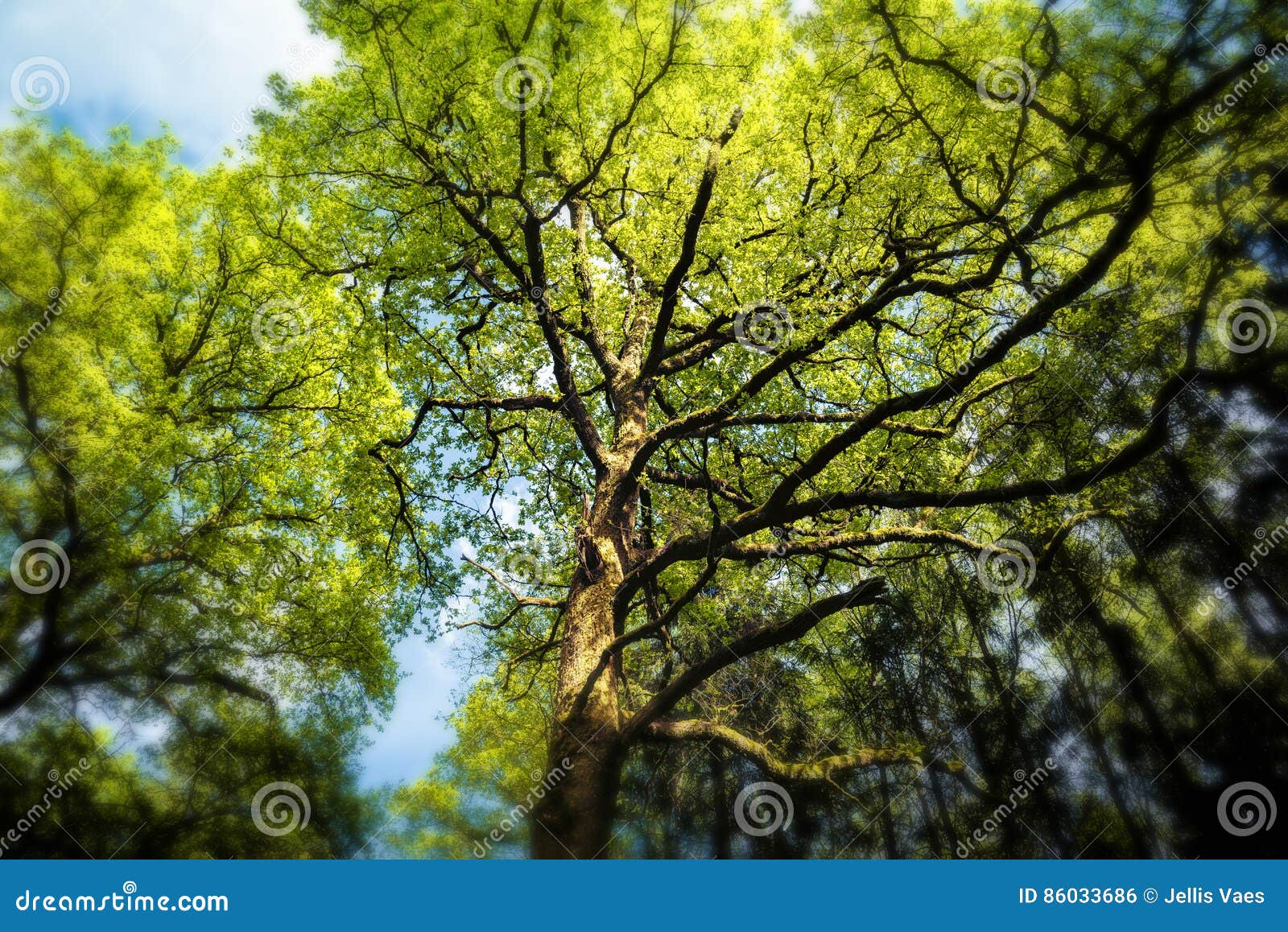 Magnificent Trees stock photo. Image of light, expand - 86033686