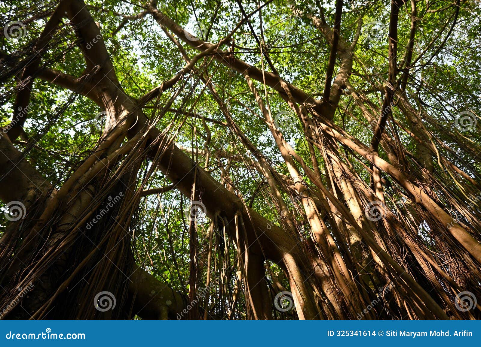 Malayan Banyan Tree Royalty-Free Stock Photo | CartoonDealer.com #83631927