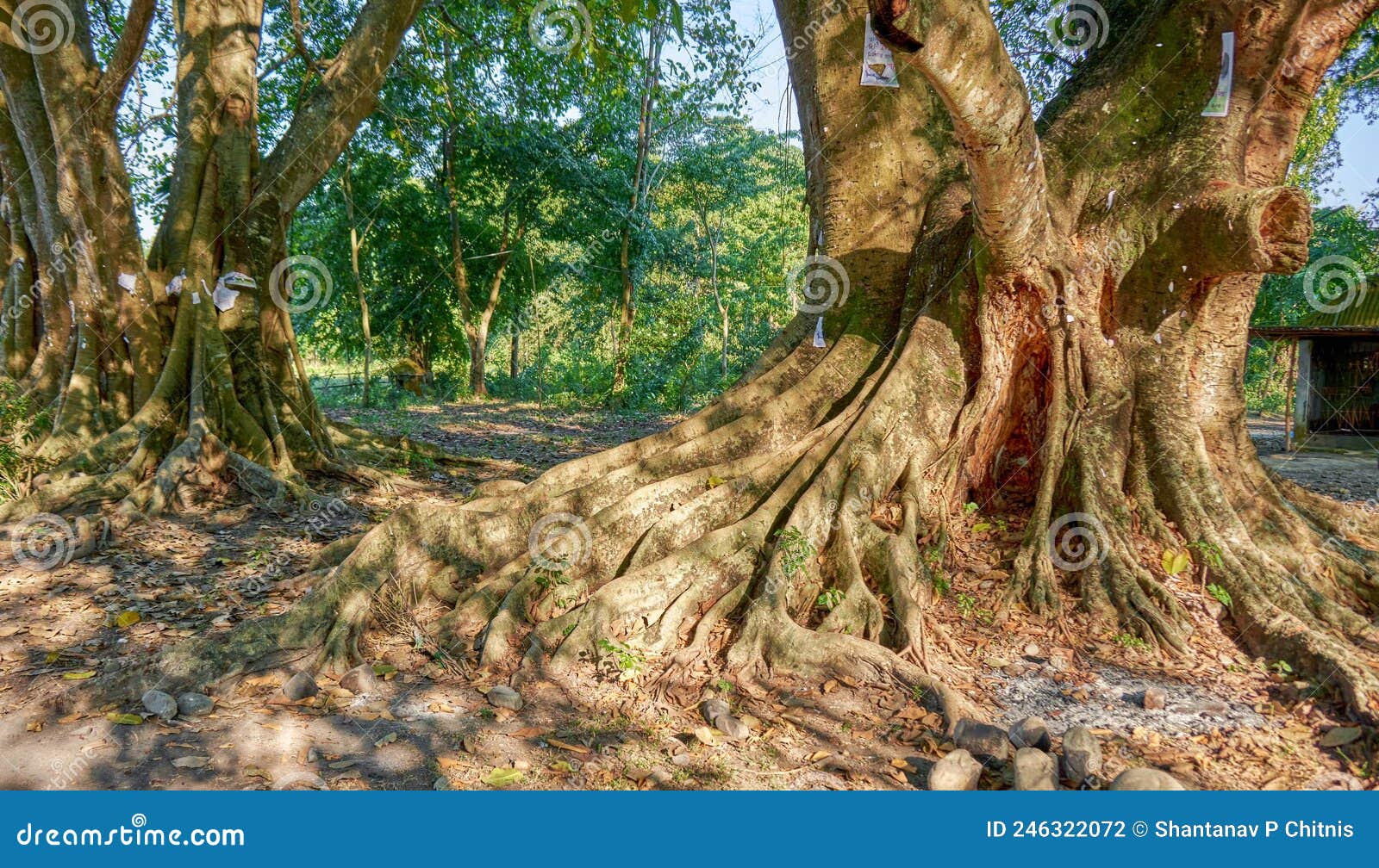 Magnificent Trunk of a Fig Tree Stock Photo - Image of leaves, nature ...