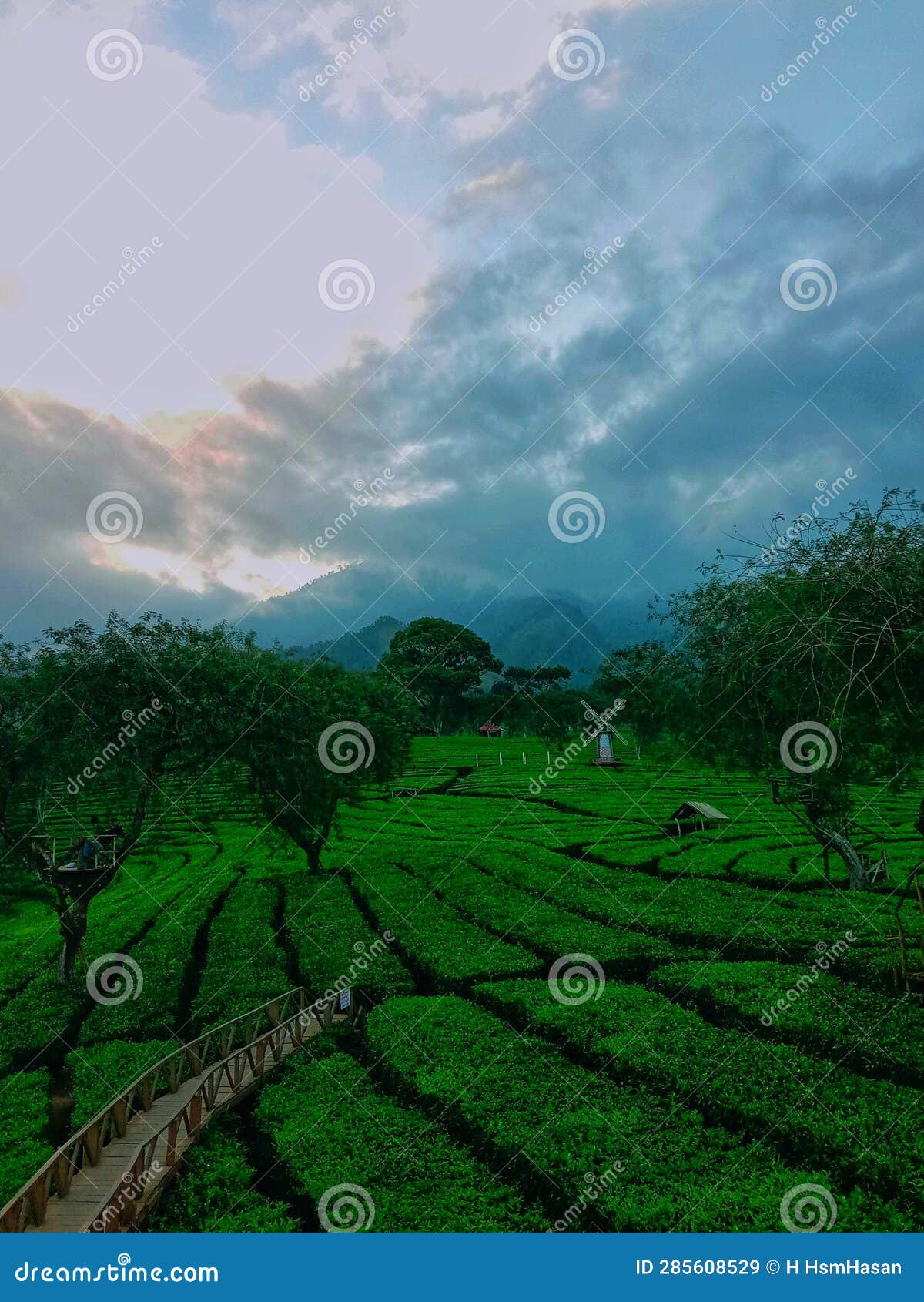 The Magnificent View of the Green Tea Fields in the Mountain Stock ...