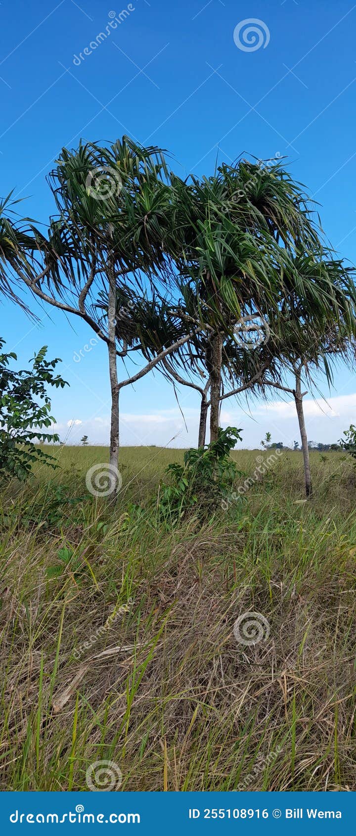 A Magnificent View of the Pandanas Trees. Stock Photo - Image of ...