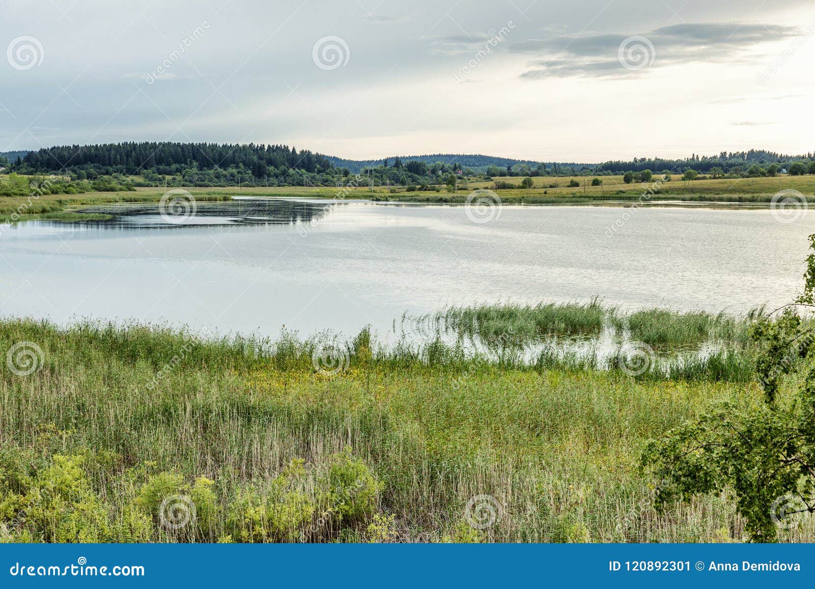 Magnificent View of the River and Fores Stock Image - Image of tranquil ...