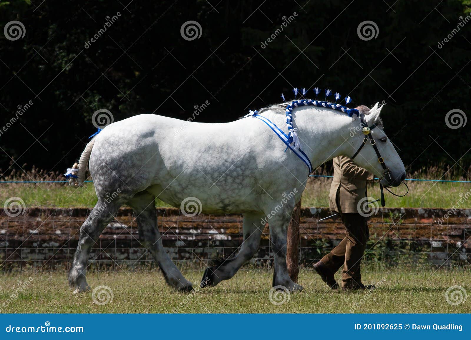 Magnificent White Draft Horse on Show by Anonymous Handler Stock Image ...