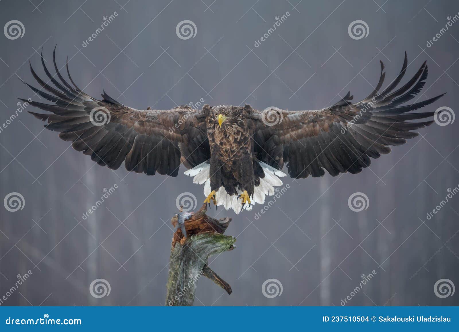 Magnificent White-Tailed Eagle, Wings Wide Open, Approaching the Bait ...