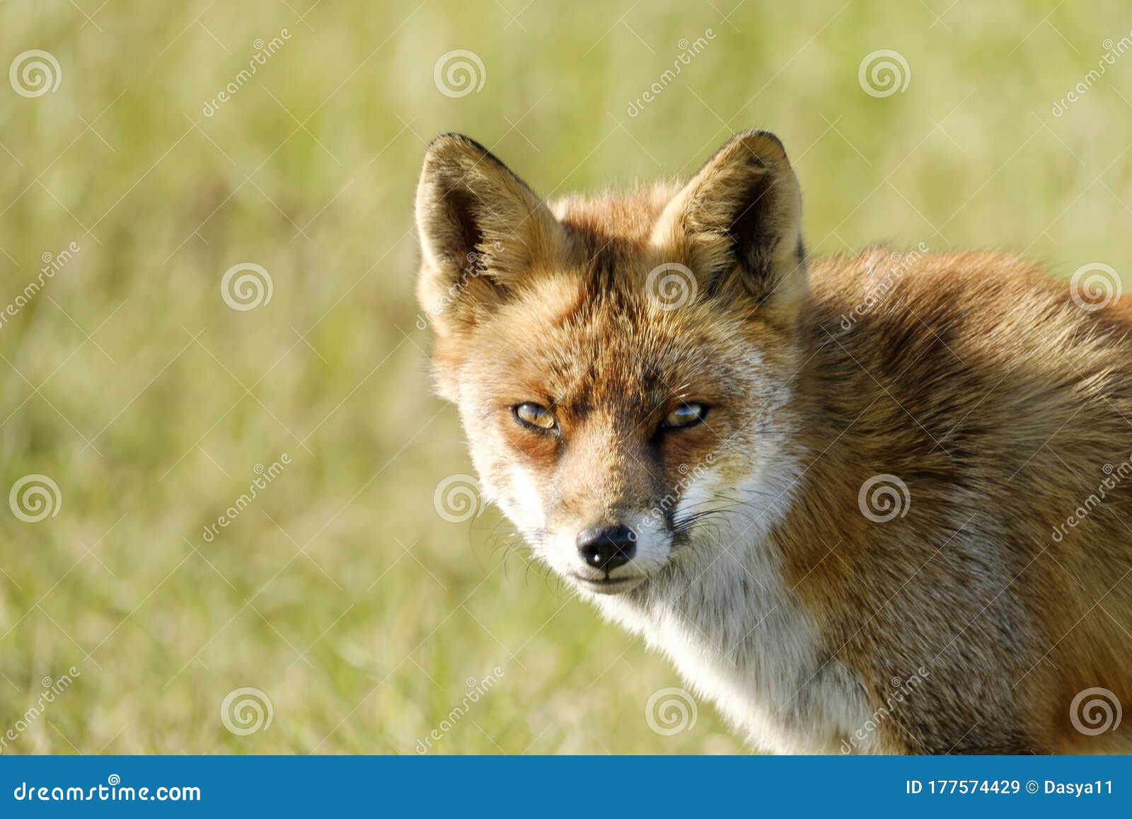 A Magnificent Wild Red Fox, the Fox Looks Straight into the Camera ...