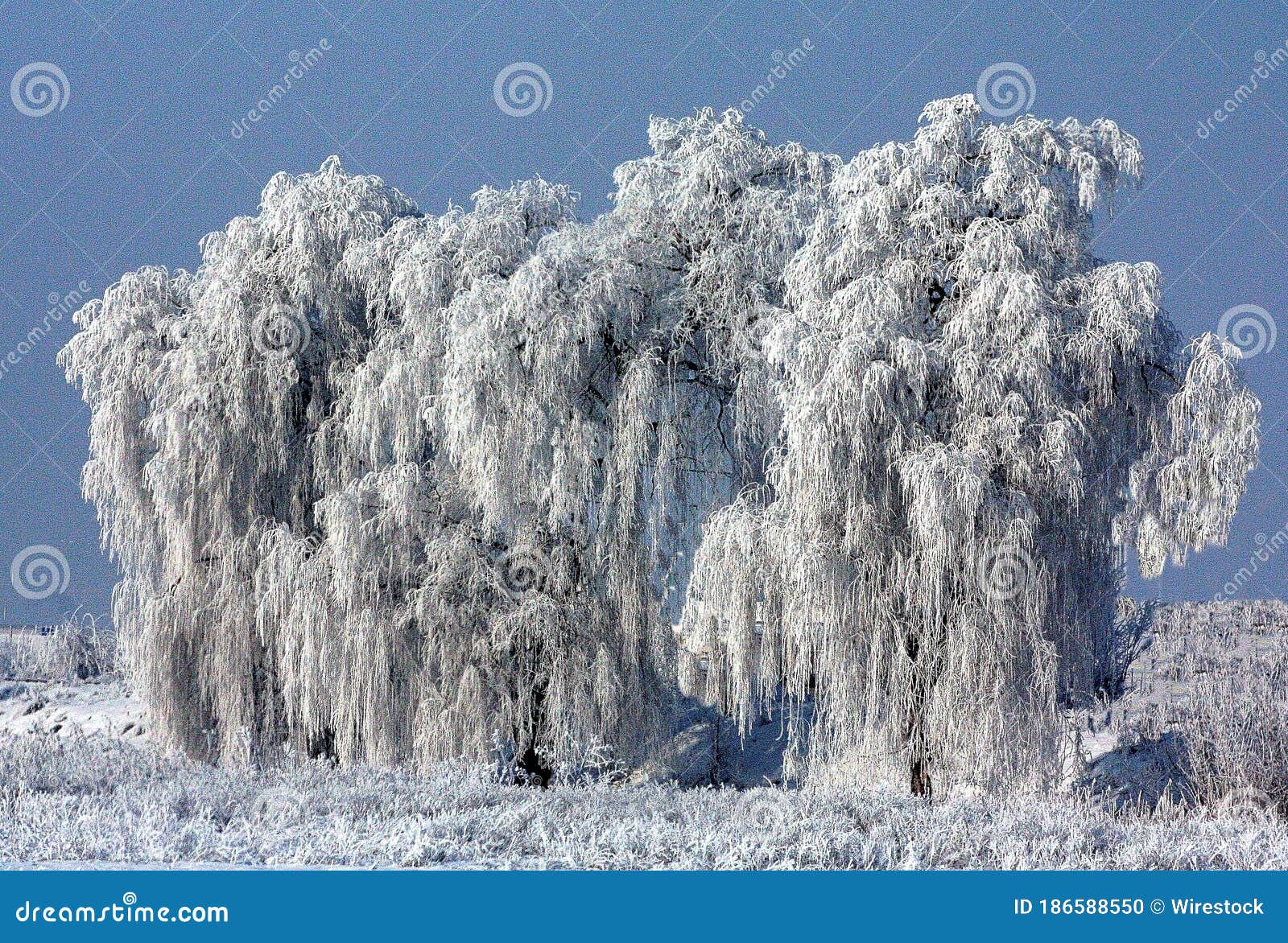 Magnificent Willow Tree Completely Covered in Snow on the White Ground ...