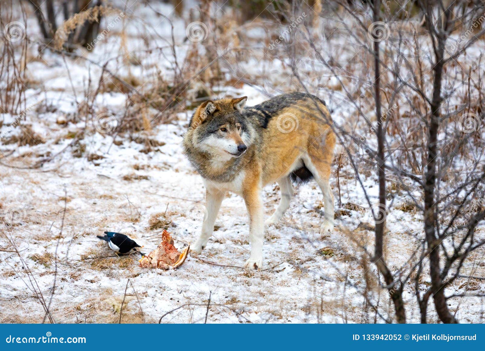 Magnificent Wolf Standing Over a Piece of Meat in the Forest Stock ...
