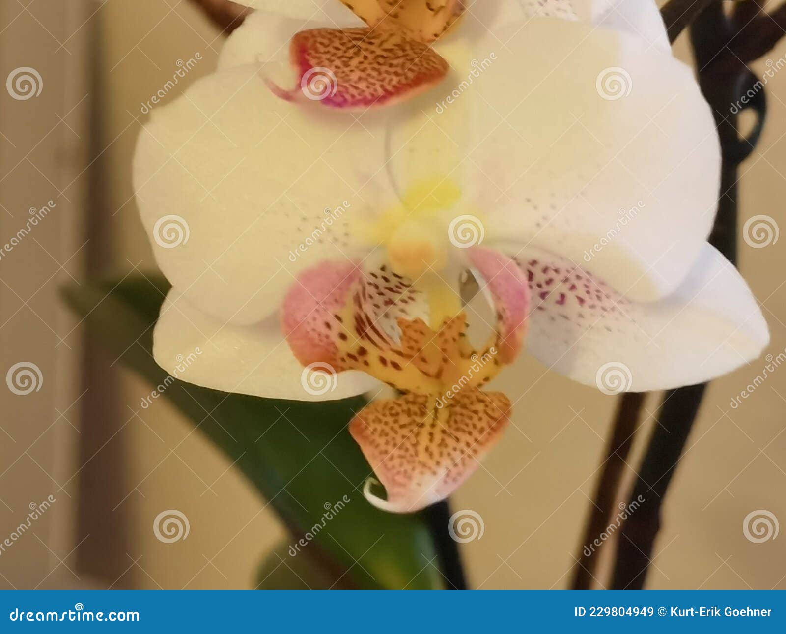 Magnificently Flowering Plants Stock Image - Image of flower, yellow ...