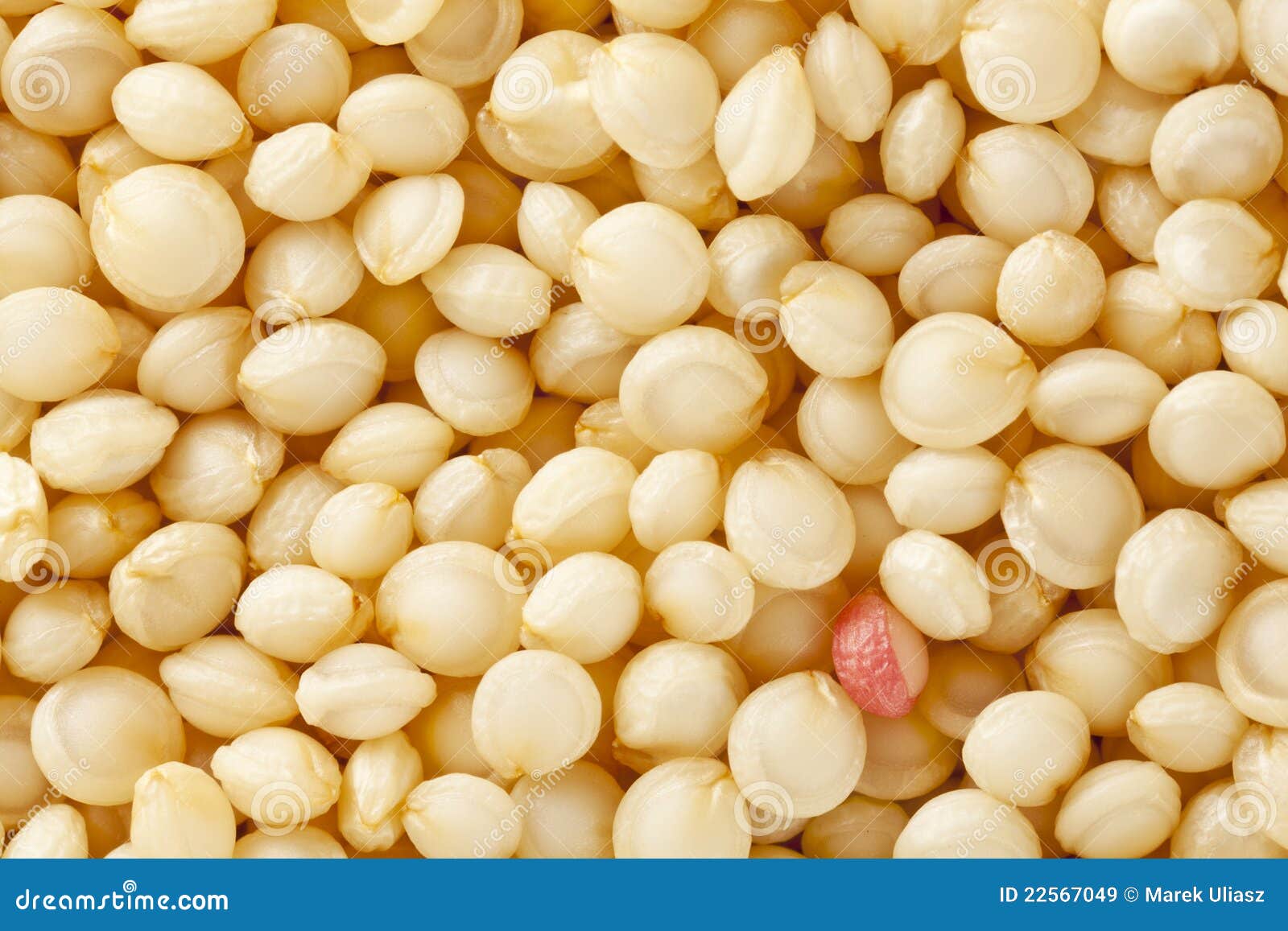 Magnified amaranth grain stock image. Image of amaranth - 22567049