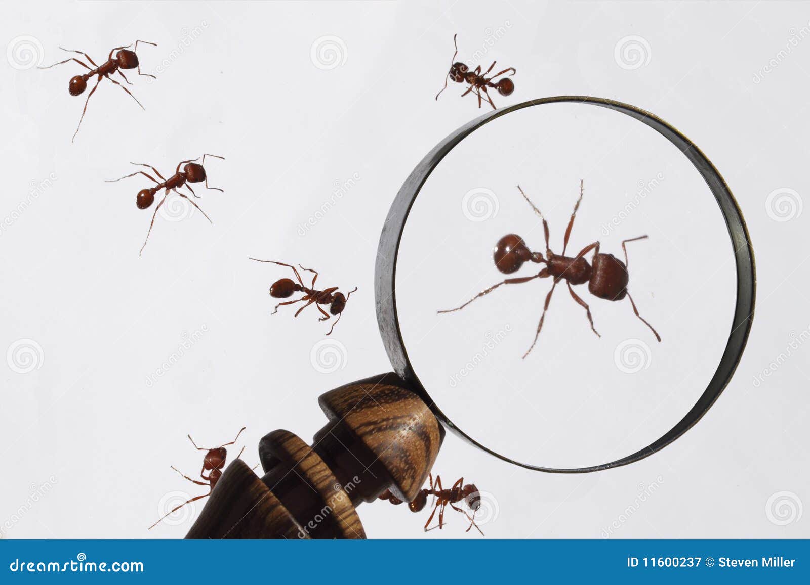 Magnified Ant stock image. Image of colony, enlargement - 11600237